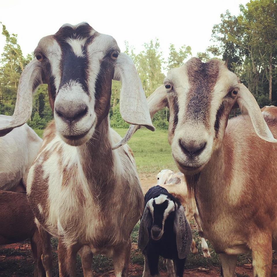 Home Rustic Edge Soaps